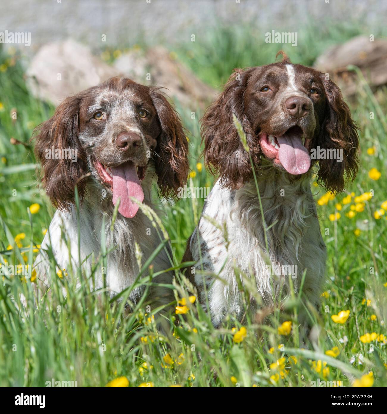 Sprockers hi-res stock photography and images - Alamy