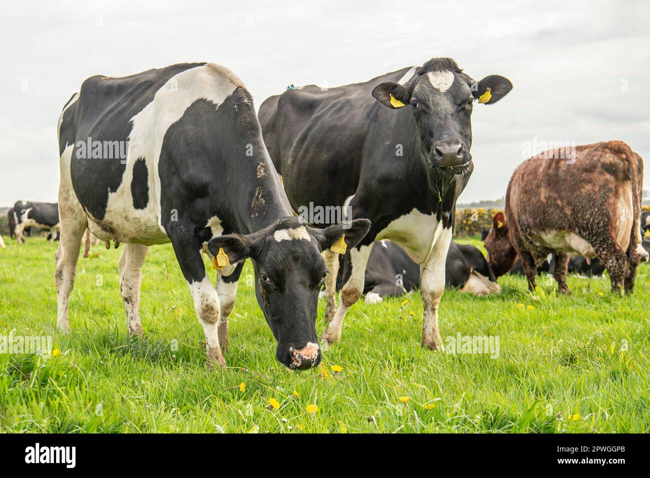 Dairy bred hi-res stock photography and images - Alamy
