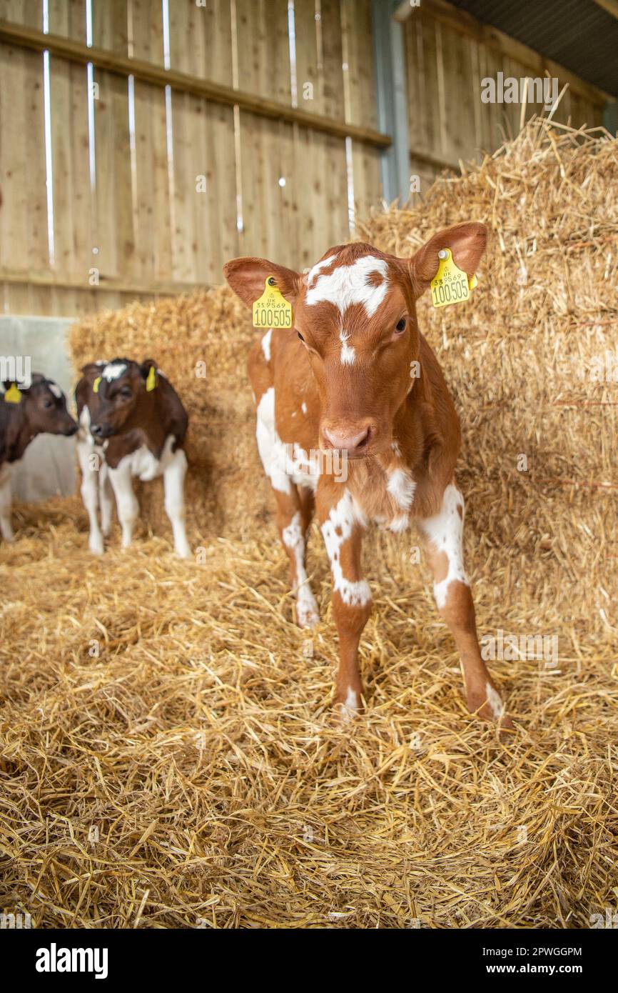 dairy calves in a baarn Stock Photo - Alamy