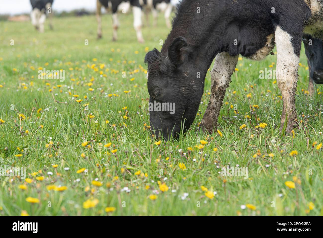 dairy cows grazing grass and herbal ley Stock Photo - Alamy