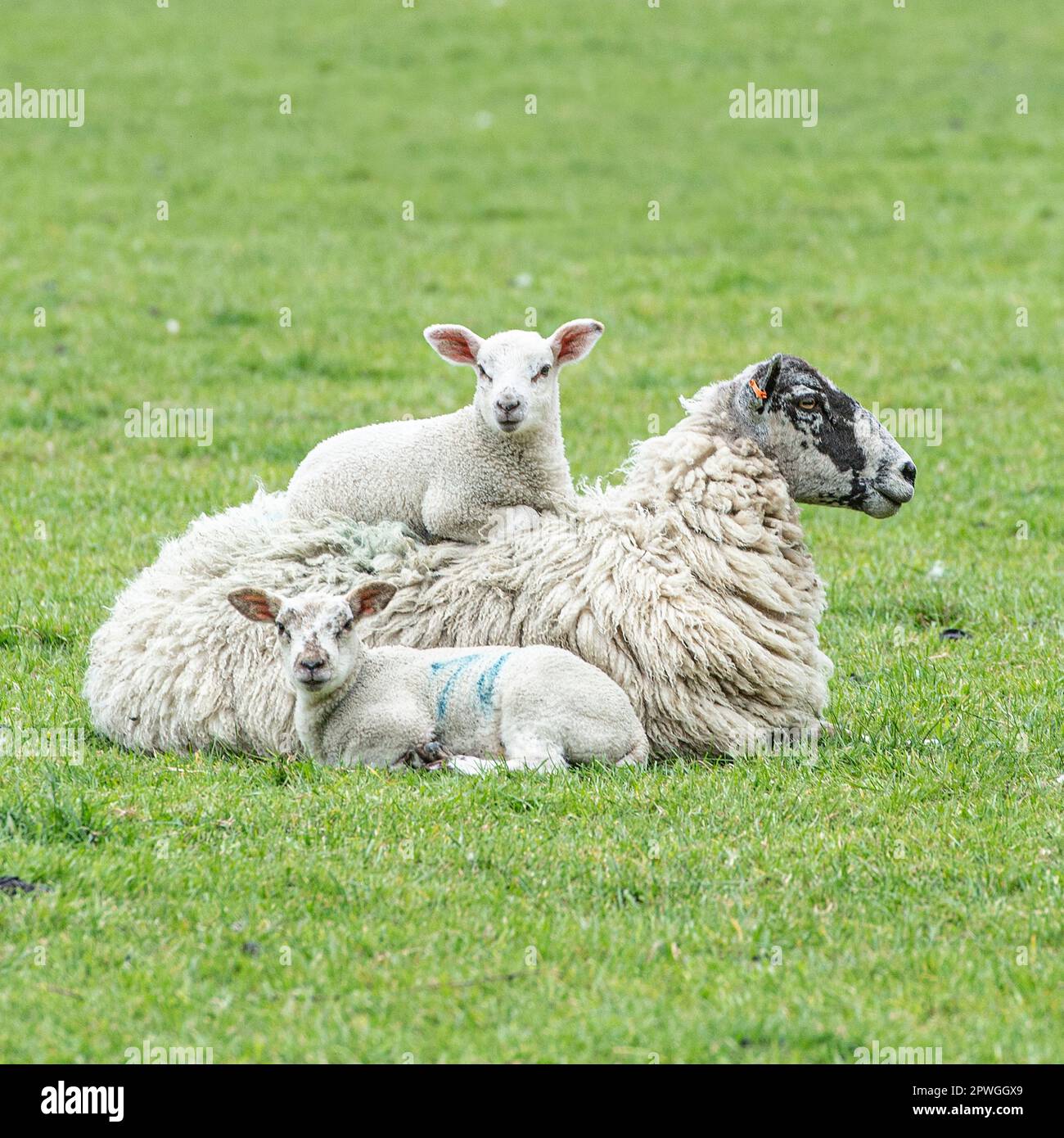 lambs and their sheep mother Stock Photo - Alamy