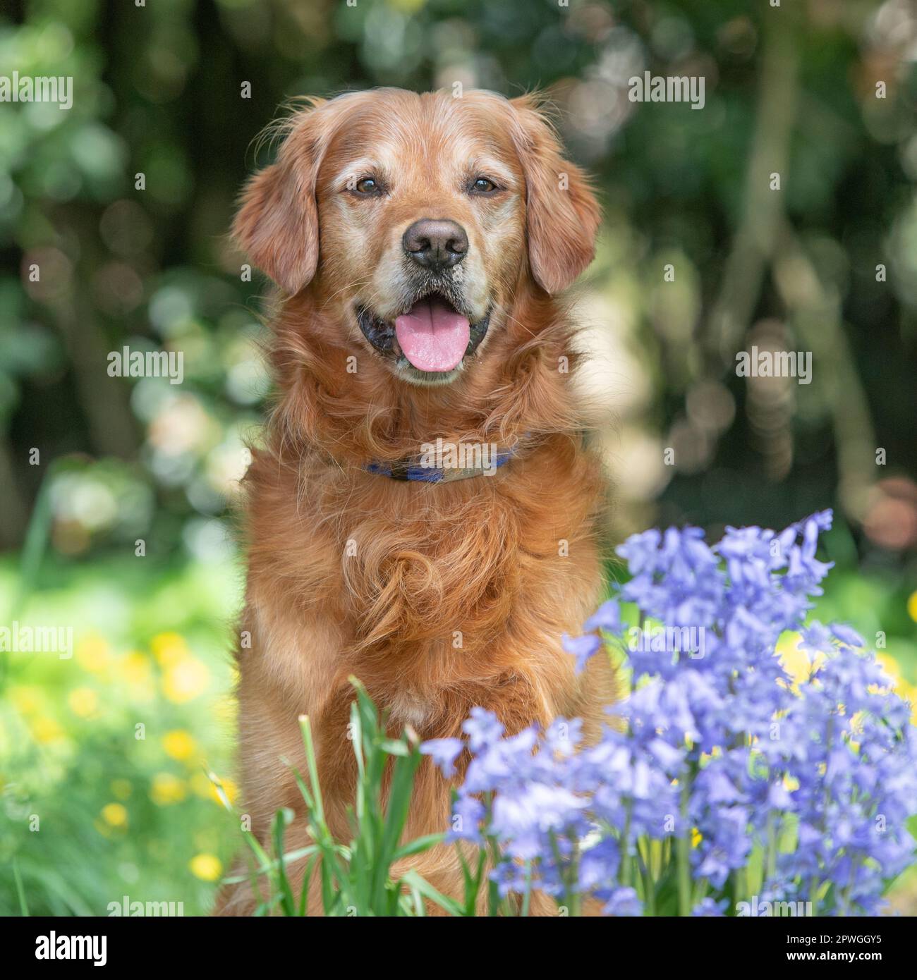 Golden retriever portrait dog hi-res stock photography and images - Alamy