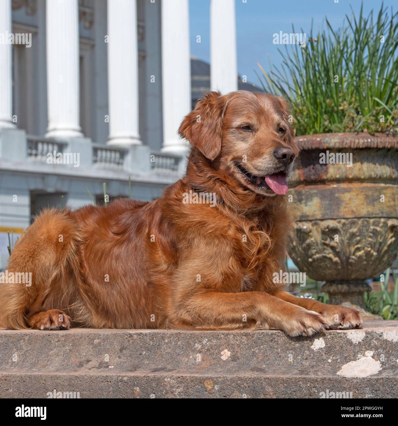 Golden retriever posing hi-res stock photography and images - Alamy