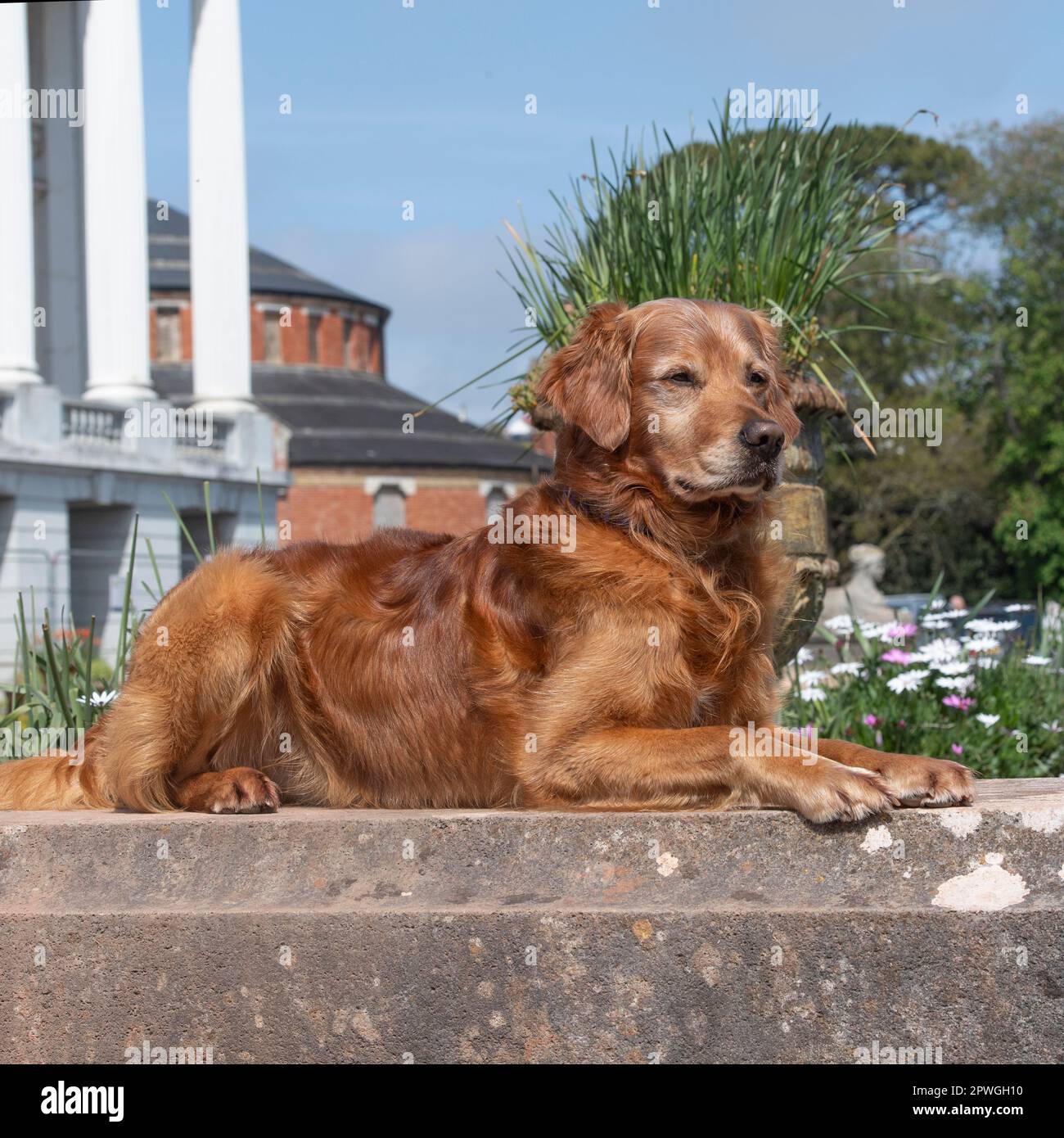 Golden retriever side profile hi-res stock photography and images - Alamy