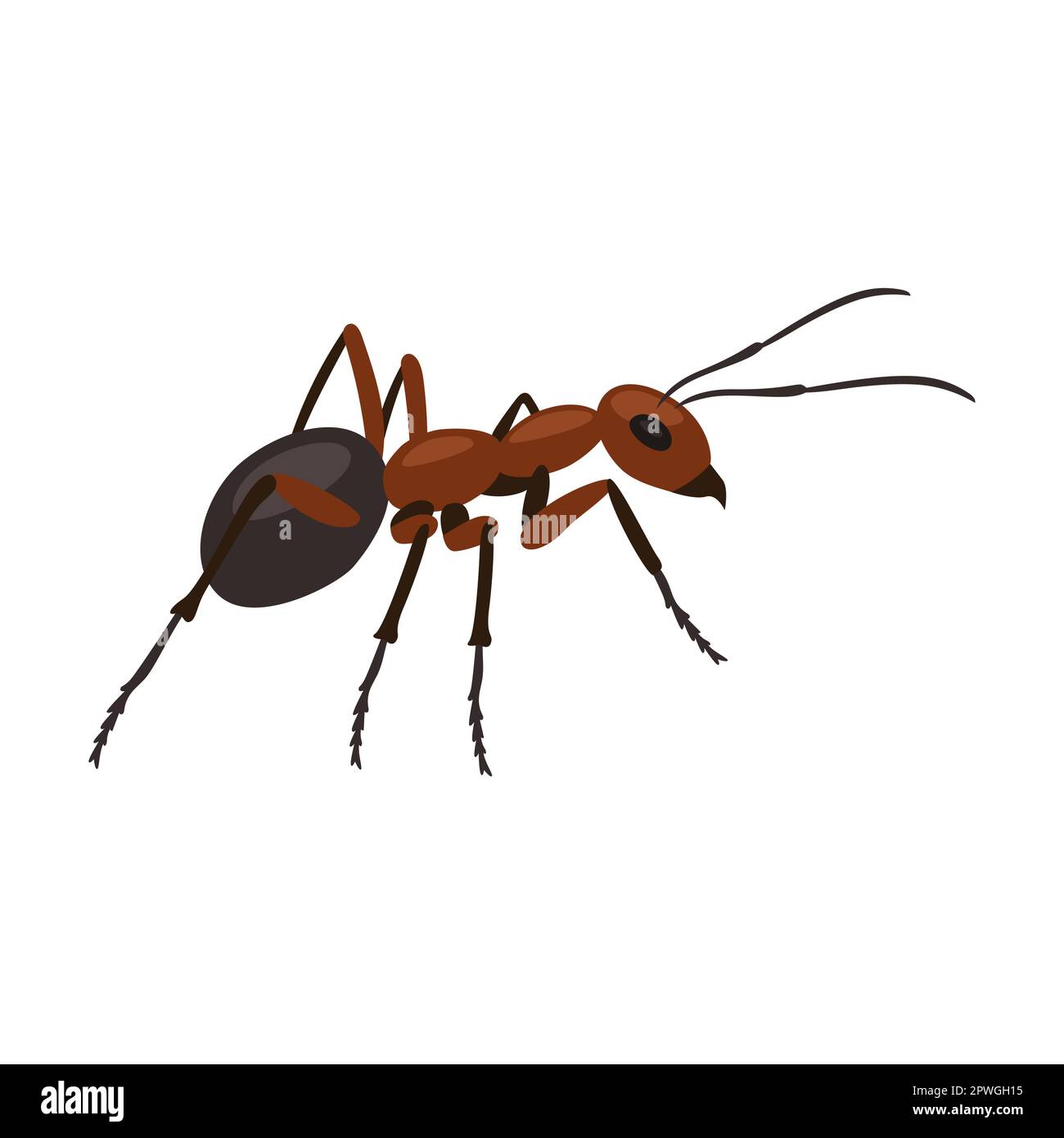 Small ant insect on white background cartoon illustration. Lady bug ...