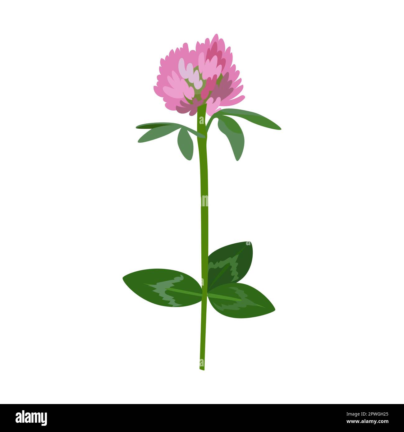 Field clover flower vector illustration. Meadow flower, yellow ...