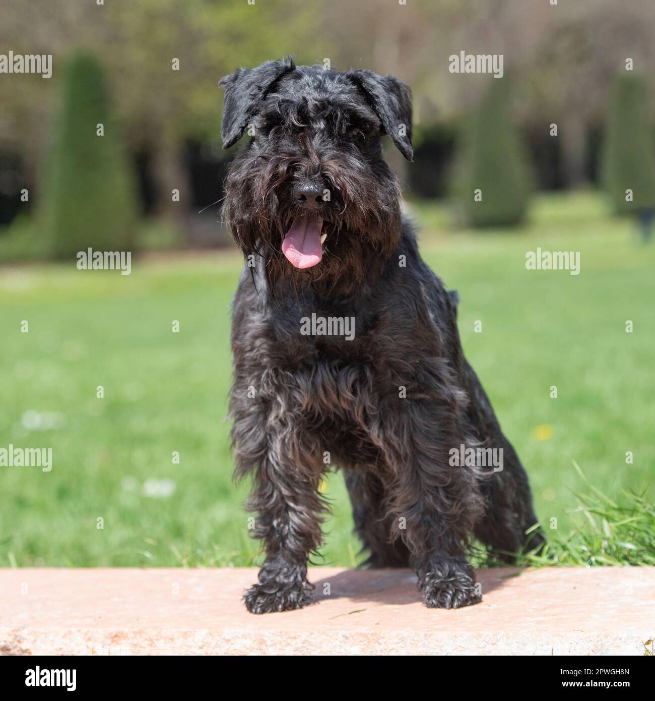 Male schnauzer hi-res stock photography and images - Alamy
