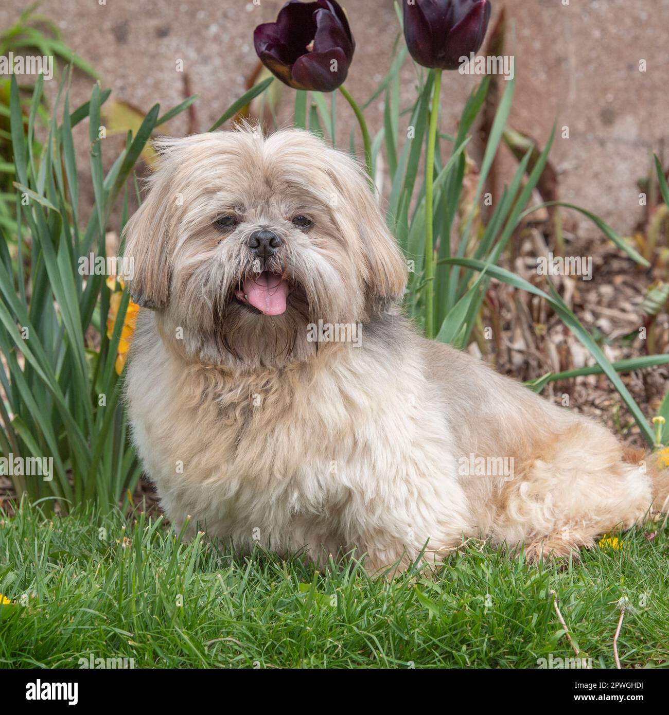 Side view shih tzu sitting hi-res stock photography and images - Alamy