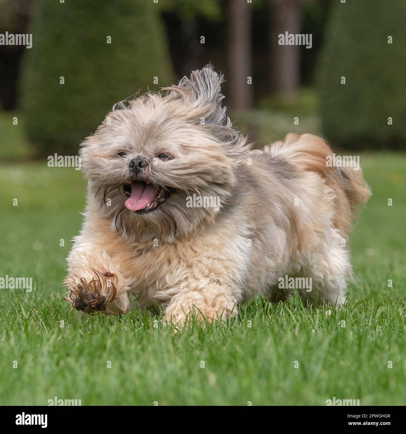 Shih Tzu running towards camera Stock Photo - Alamy