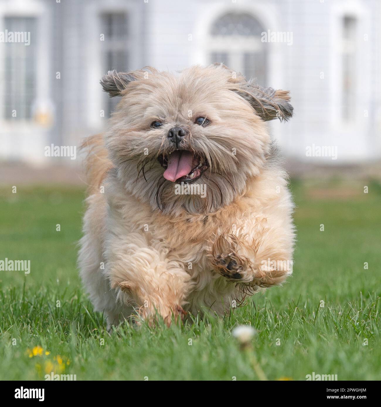 Shih Tzu running towards camera Stock Photo - Alamy