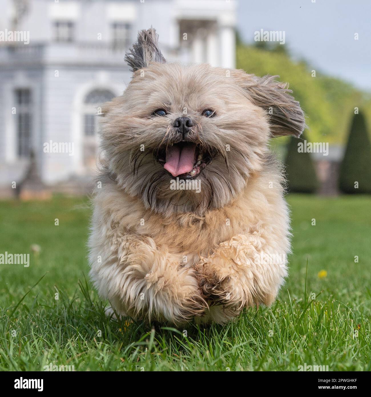 shih Tzu running towards camera Stock Photo - Alamy