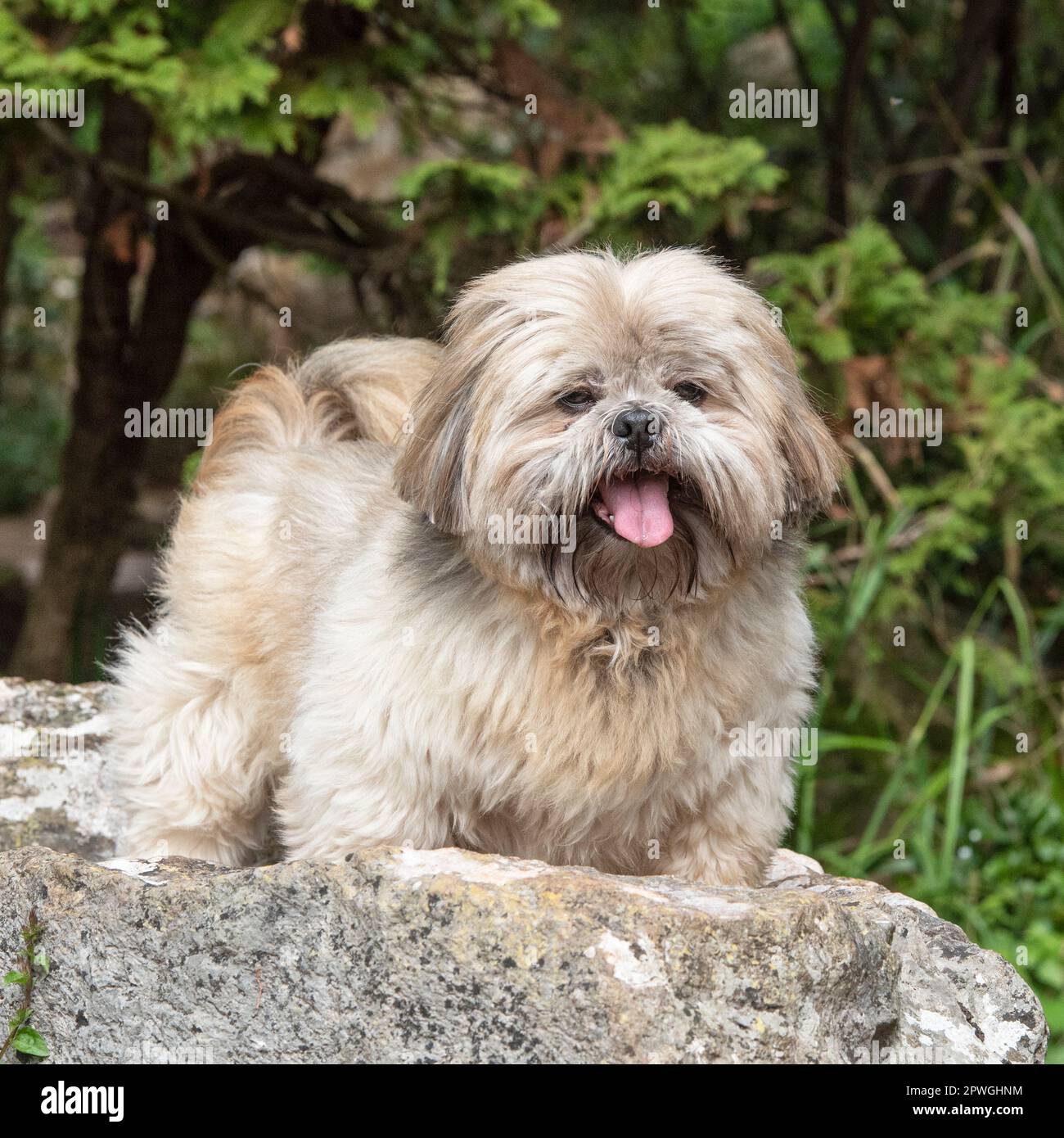 Shih tzu tongue hi-res stock photography and images - Alamy