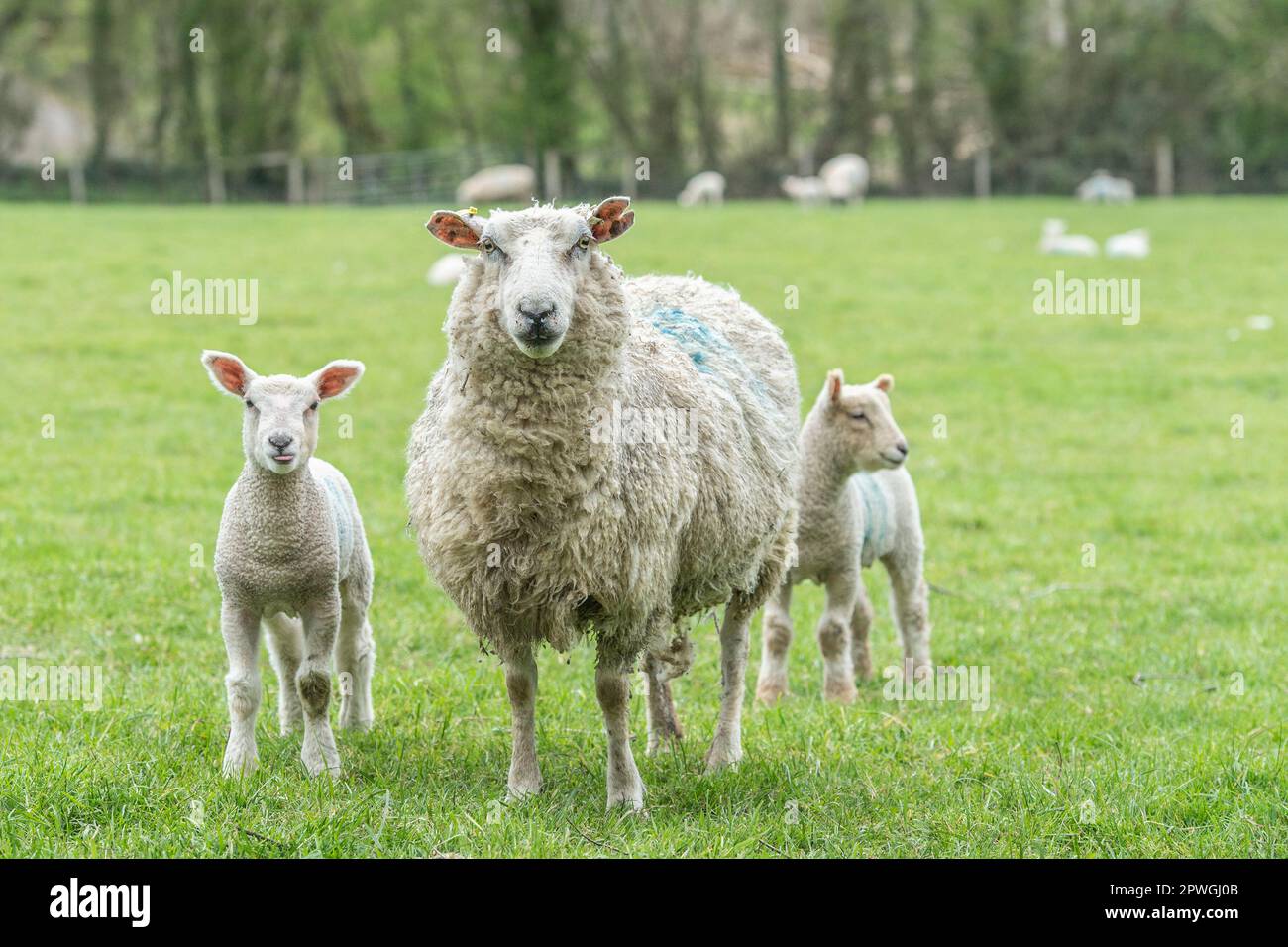 mule sheep and lambs Stock Photo - Alamy