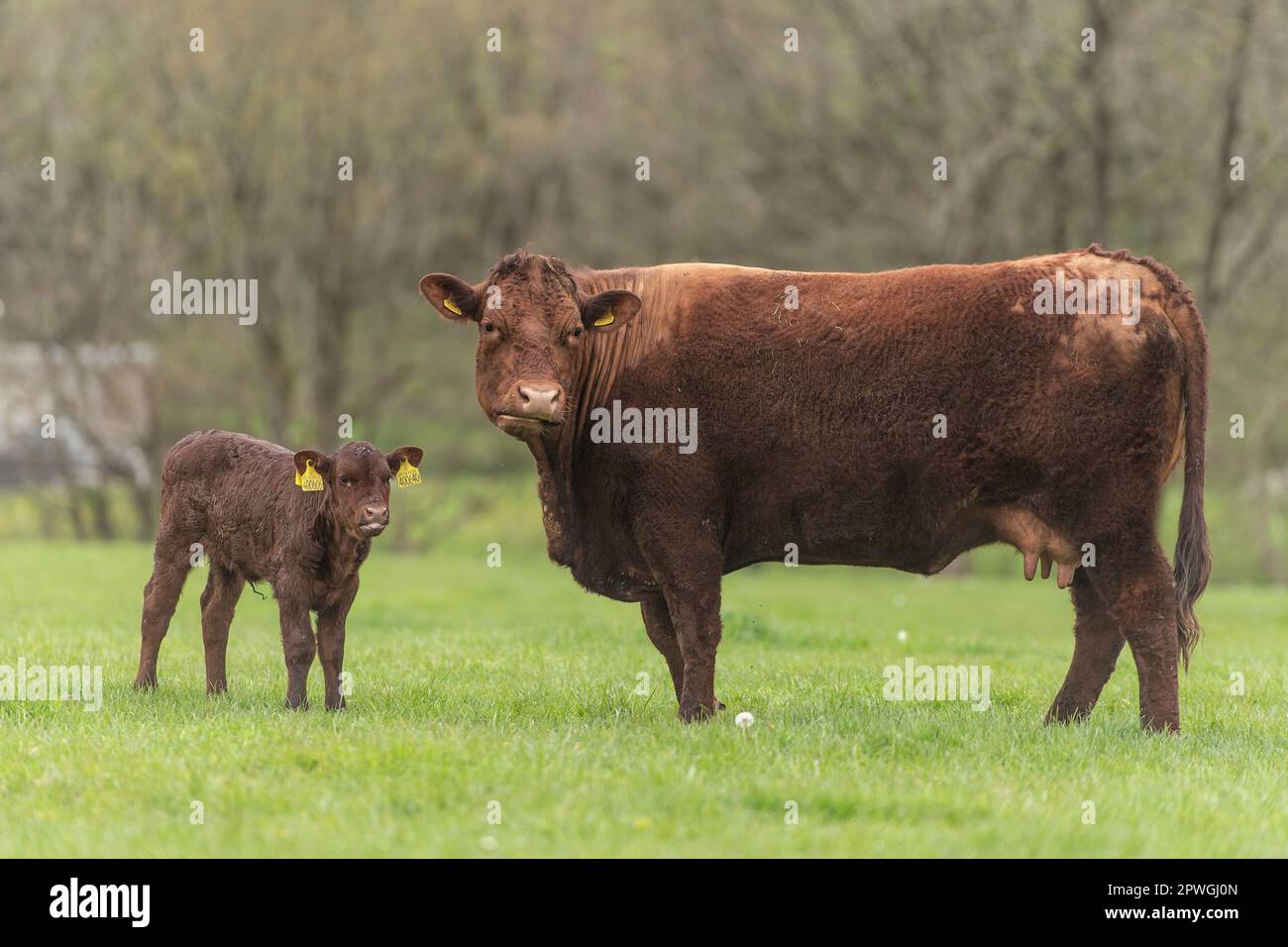 Ruby North Devon cow and calf Stock Photo - Alamy