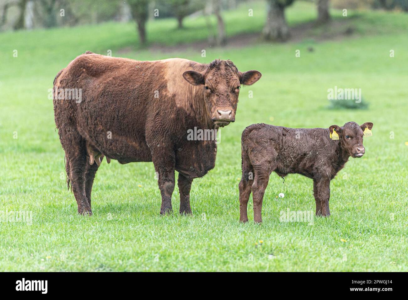 Ruby North Devon cow and calf Stock Photo - Alamy