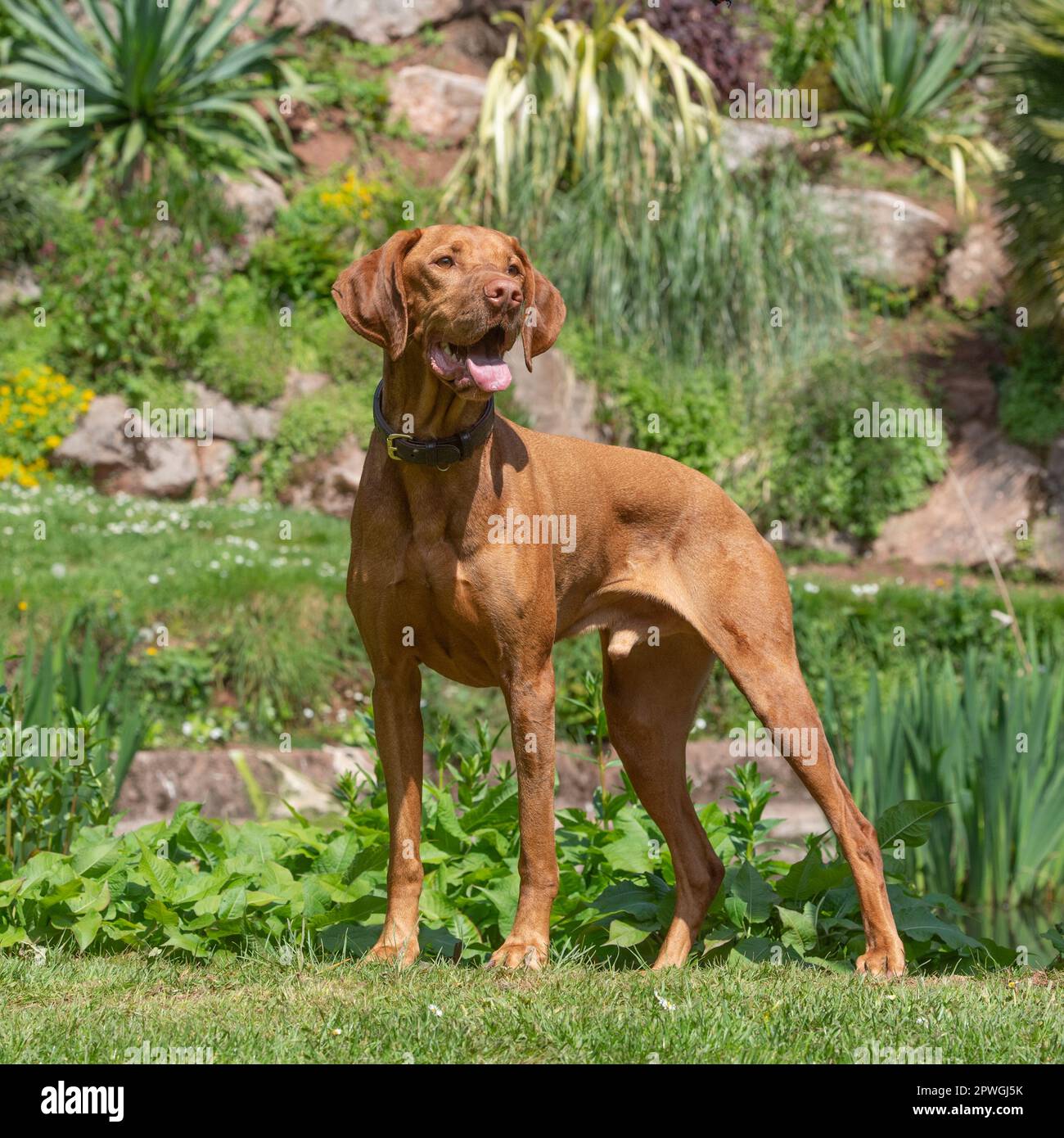Vizsla fun hi-res stock photography and images - Alamy