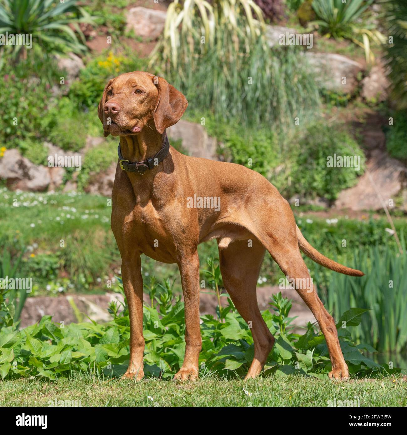 Female vizsla hi-res stock photography and images - Alamy