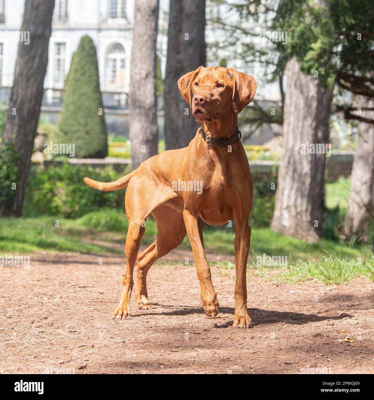 Female vizsla hi-res stock photography and images - Alamy