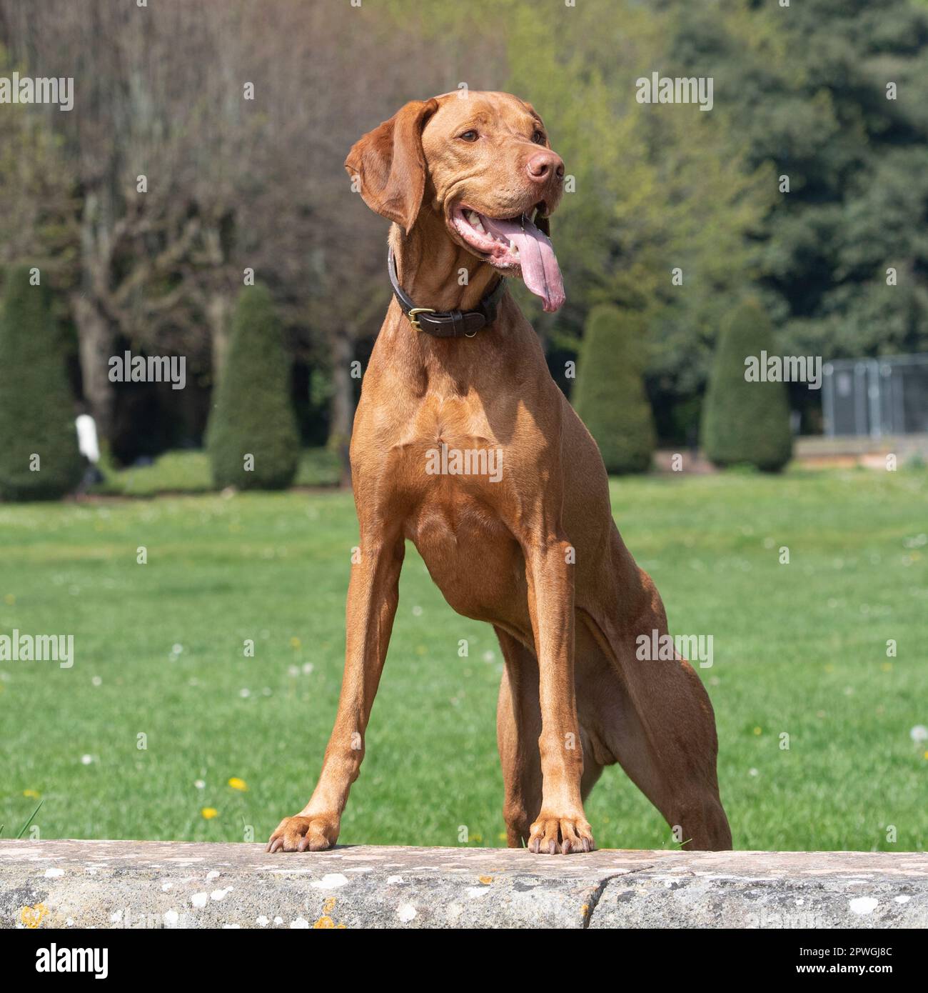 Female vizsla hi-res stock photography and images - Alamy