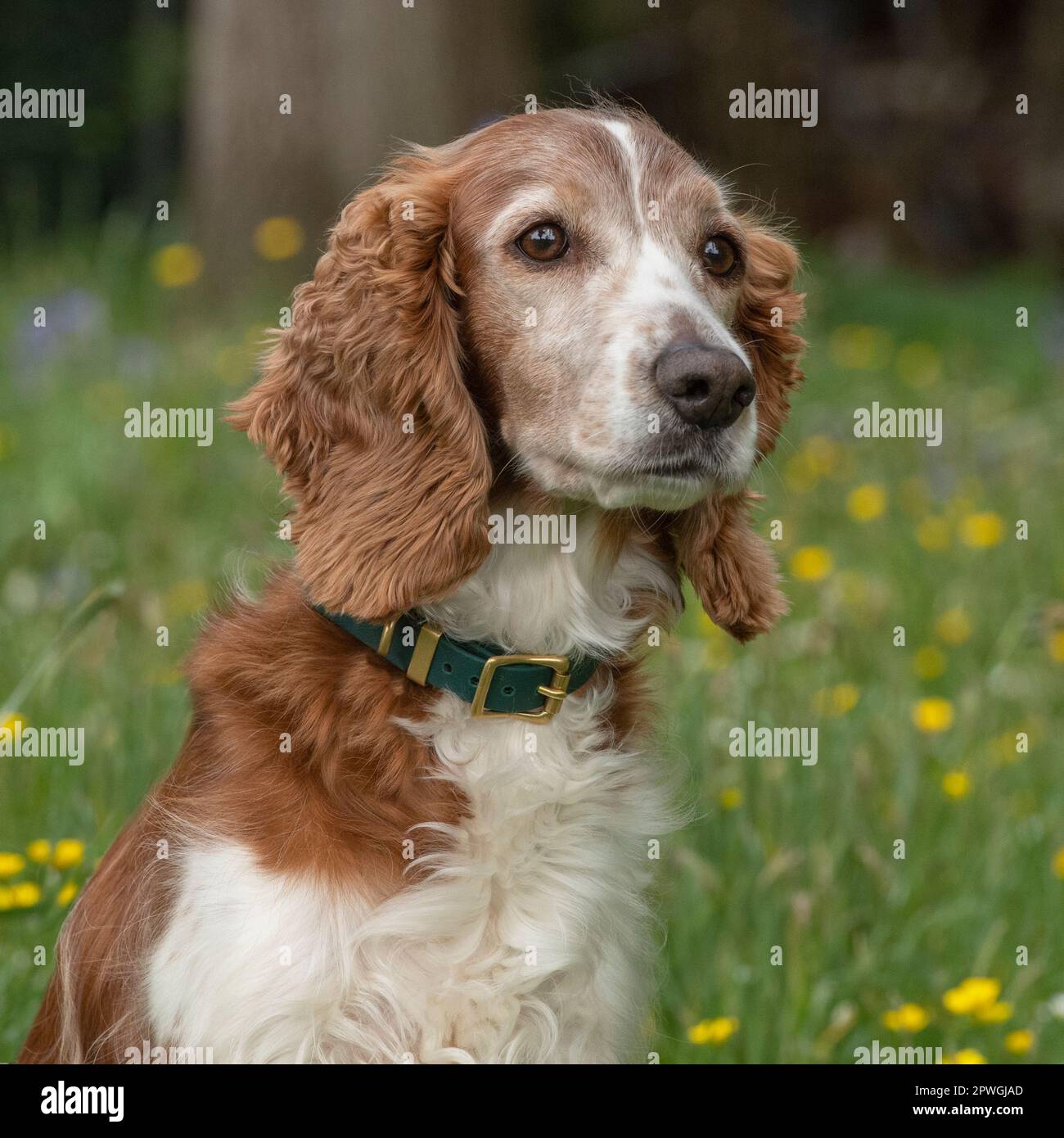 old welsh springer spaniel Stock Photo - Alamy