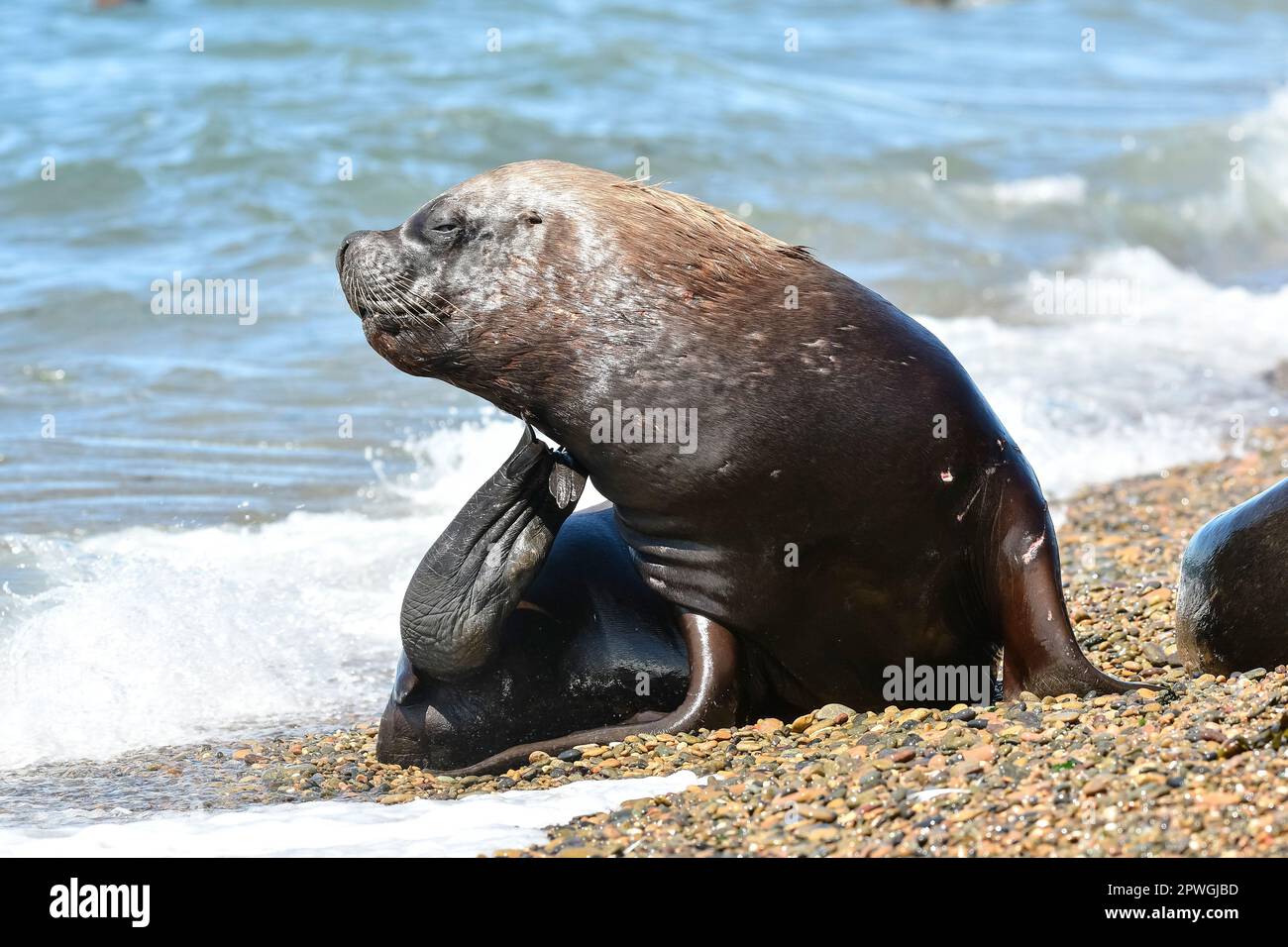 Sea lion in Patagonia coastal, Peninsula Valdes, Patagonia, Argentina ...