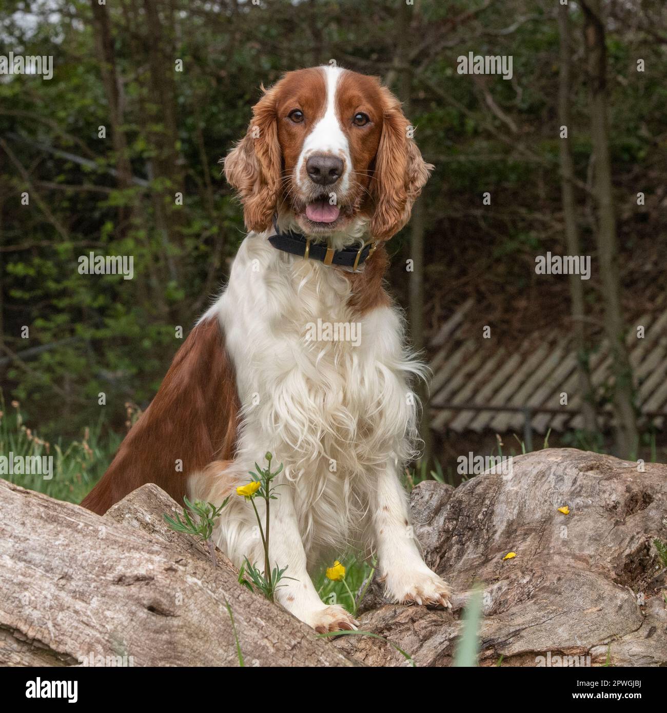 welsh springer spaniel Stock Photo - Alamy