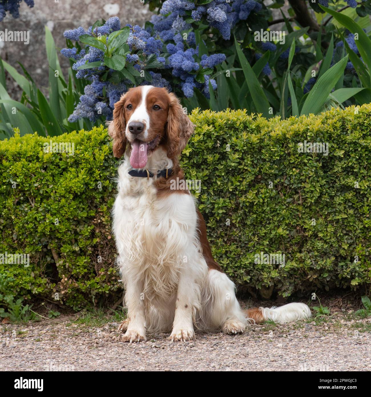 welsh springer spaniel Stock Photo - Alamy