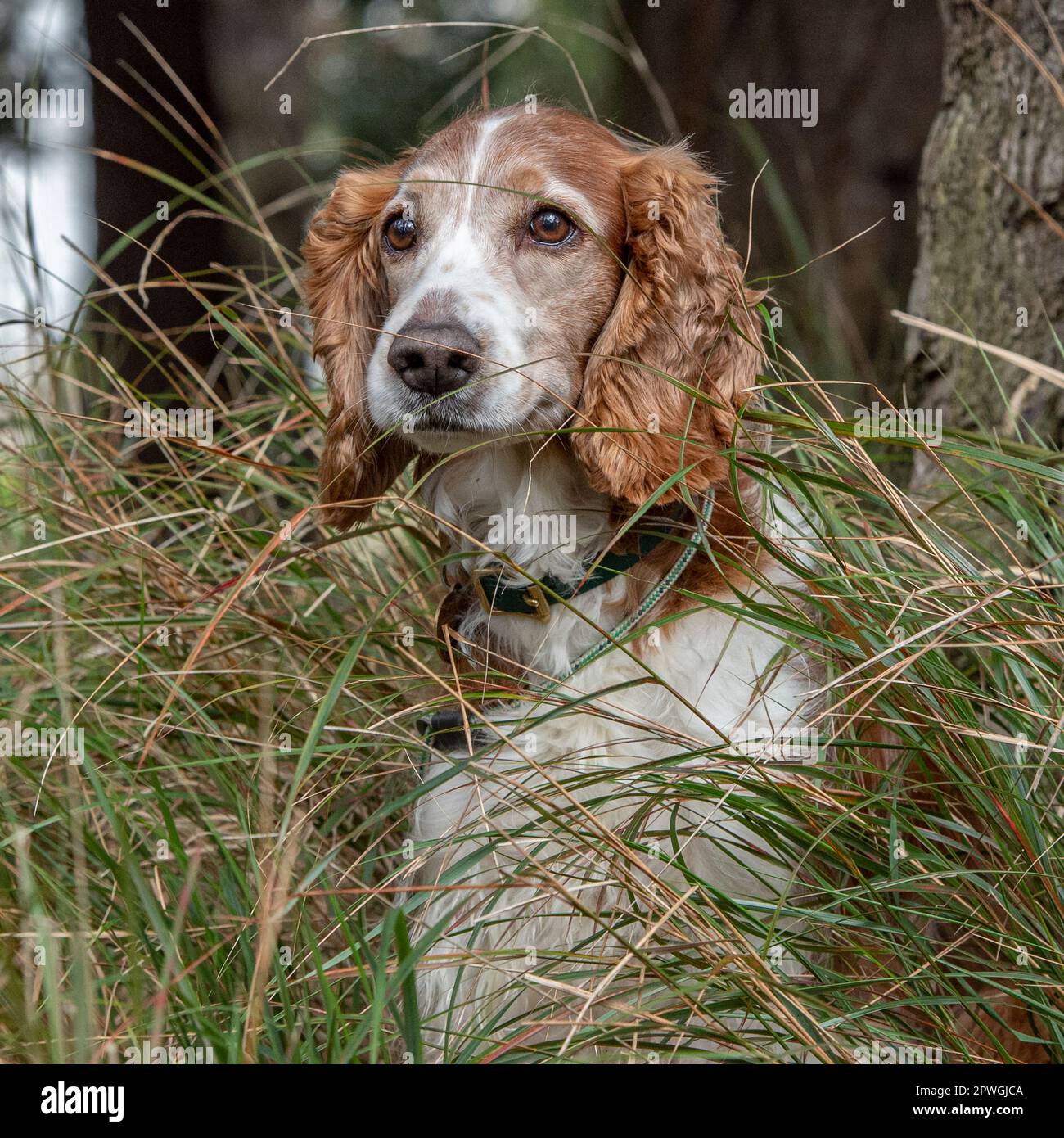 welsh springer spaniel Stock Photo - Alamy