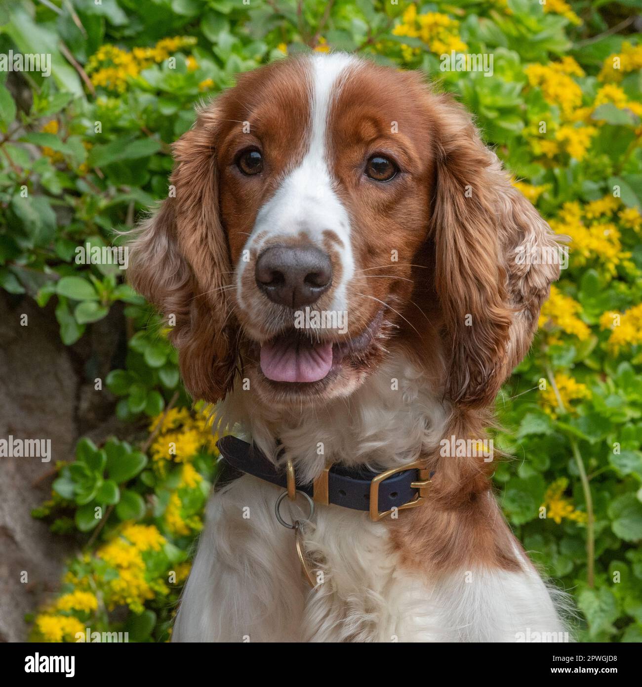 welsh springer spaniel Stock Photo - Alamy