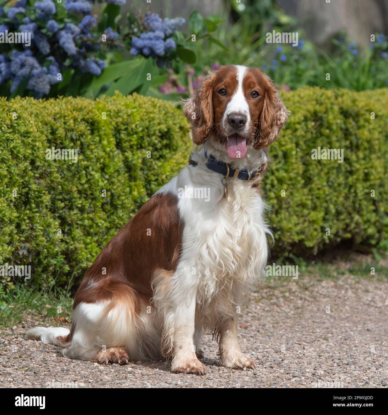 Welsh Springer Spaniel Stock Photo - Alamy
