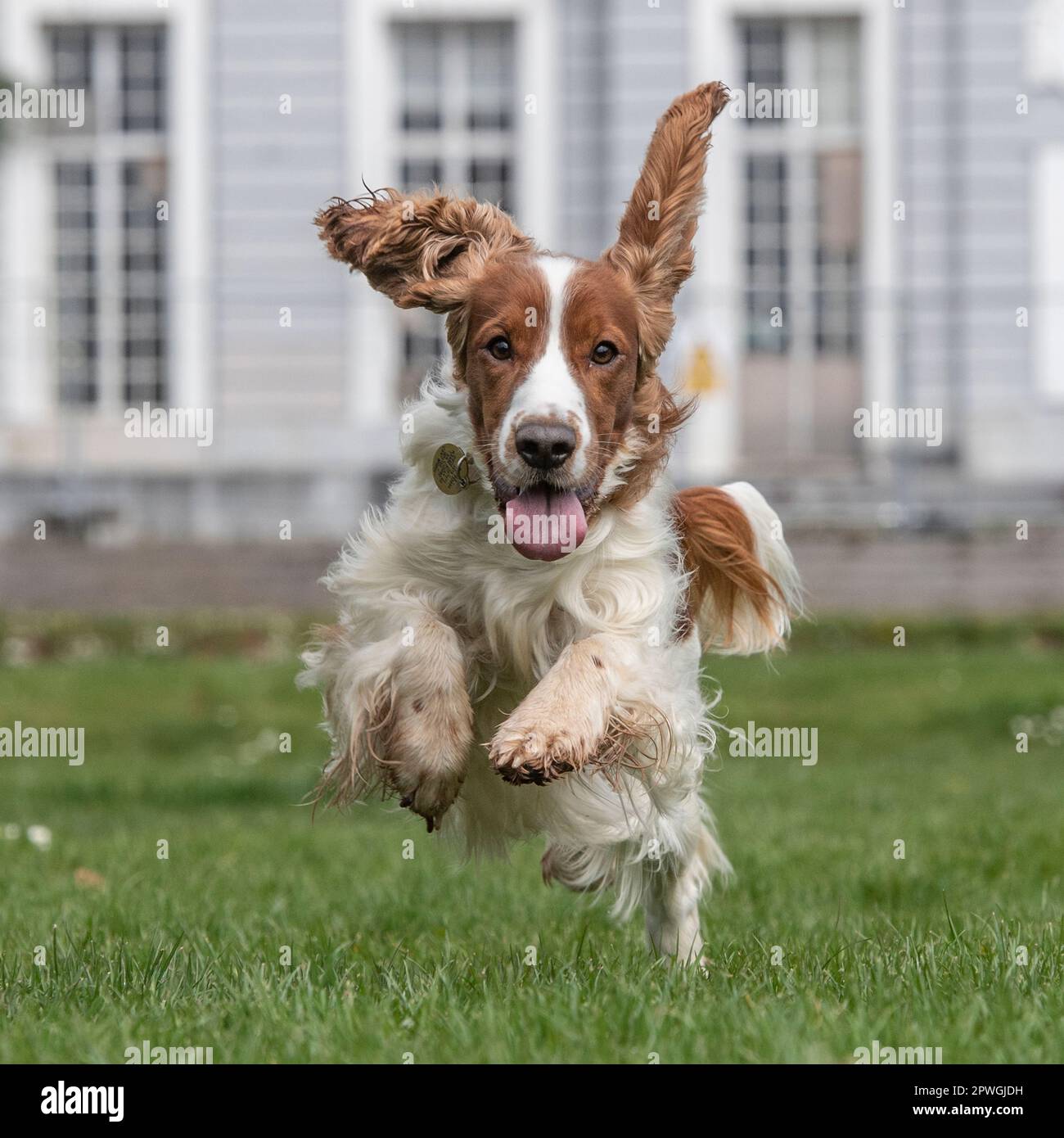 Welsh Springer Spaniel Stock Photo - Alamy