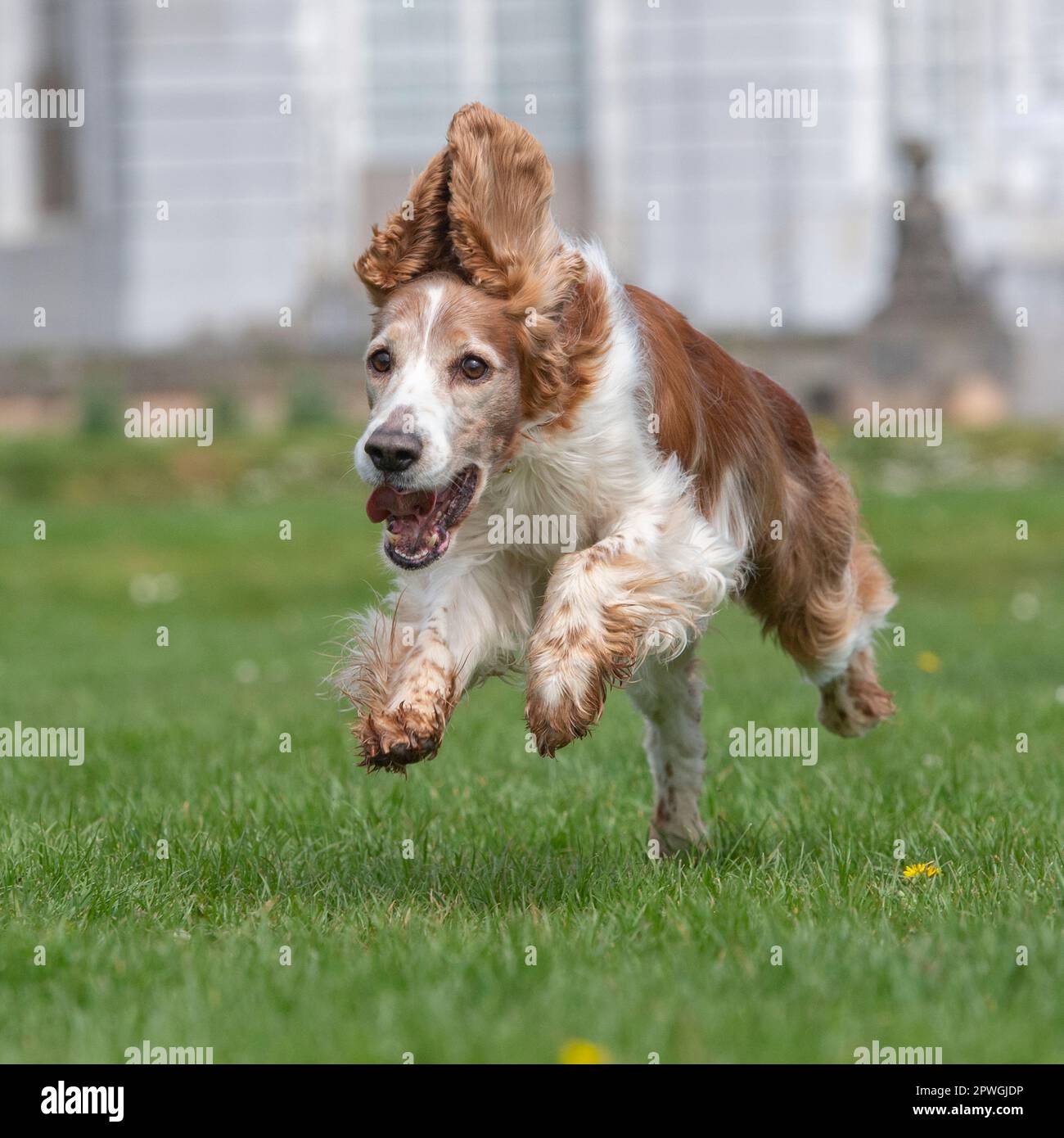Welsh Springer Spaniel Stock Photo - Alamy