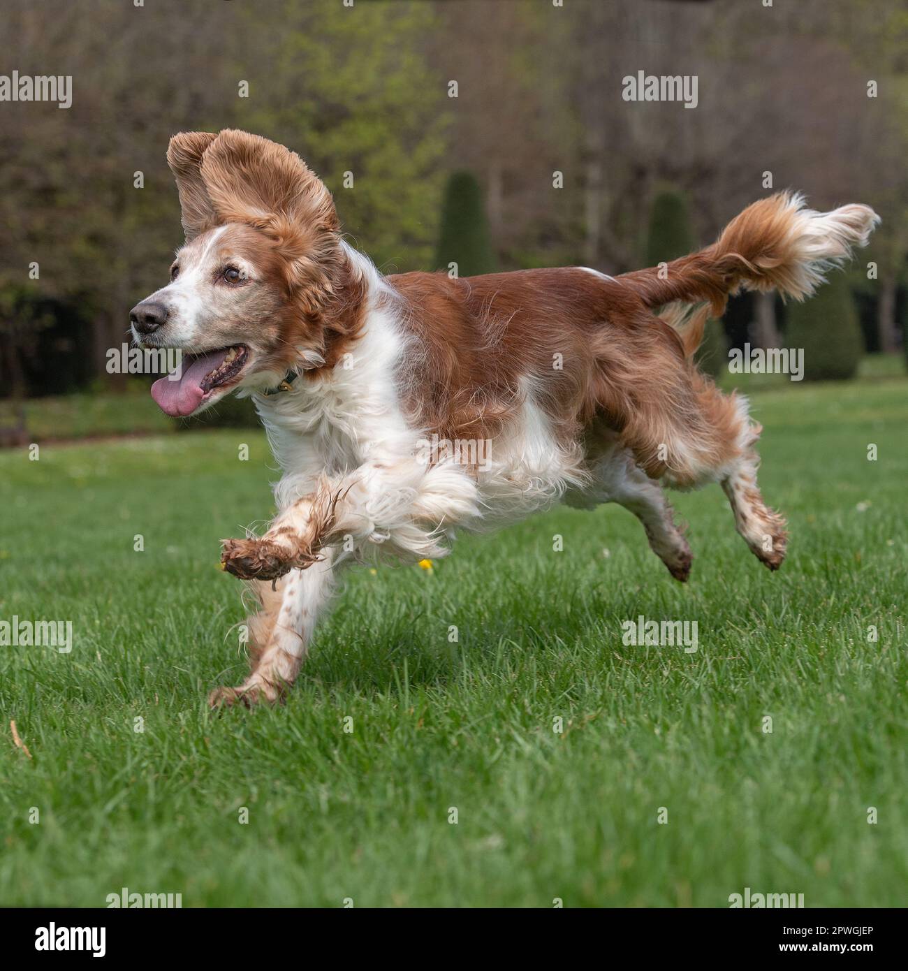 Welsh springer spaniel hi-res stock photography and images - Alamy