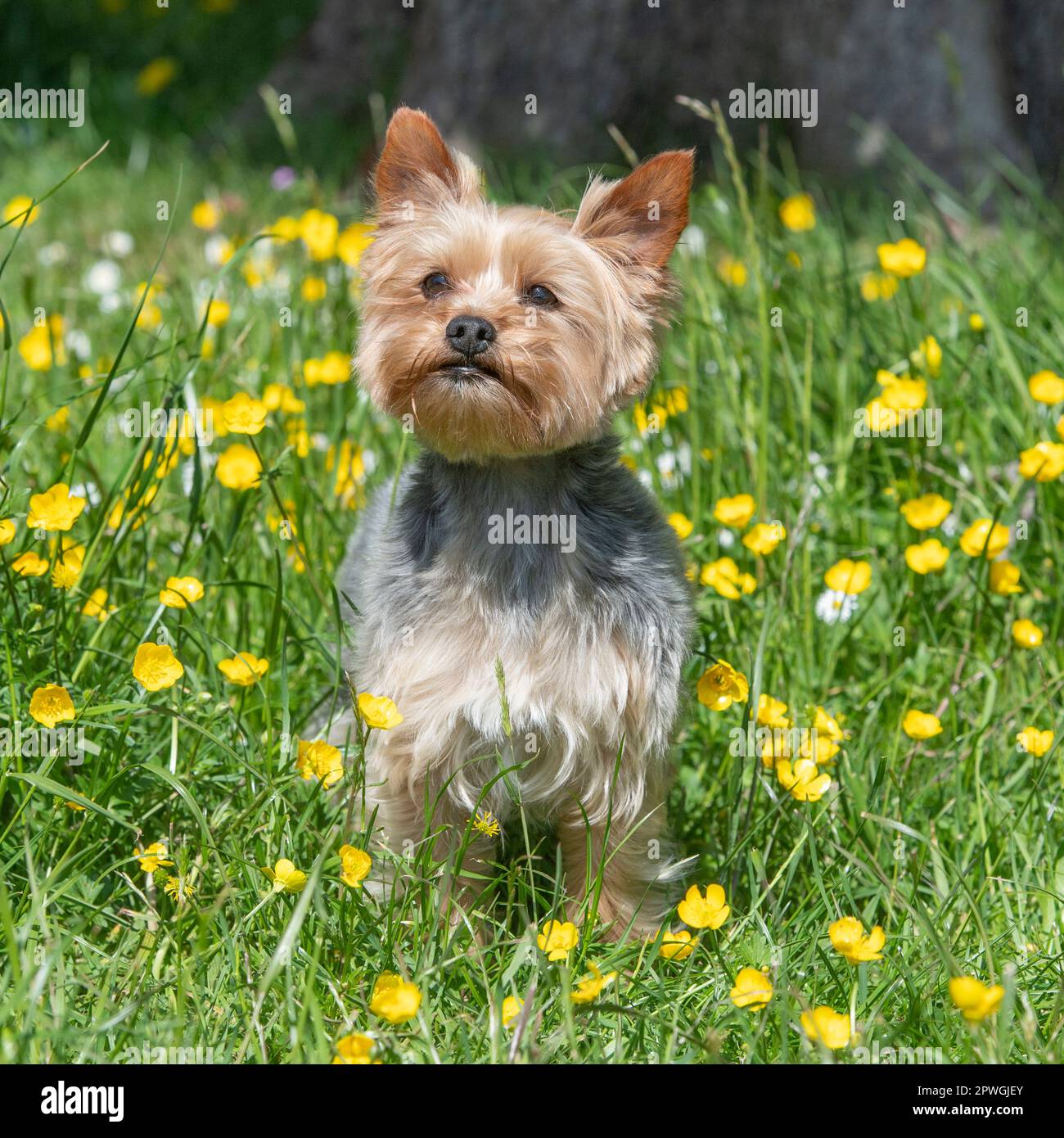 Purebred yorkshire terrier sitting hi-res stock photography and images ...