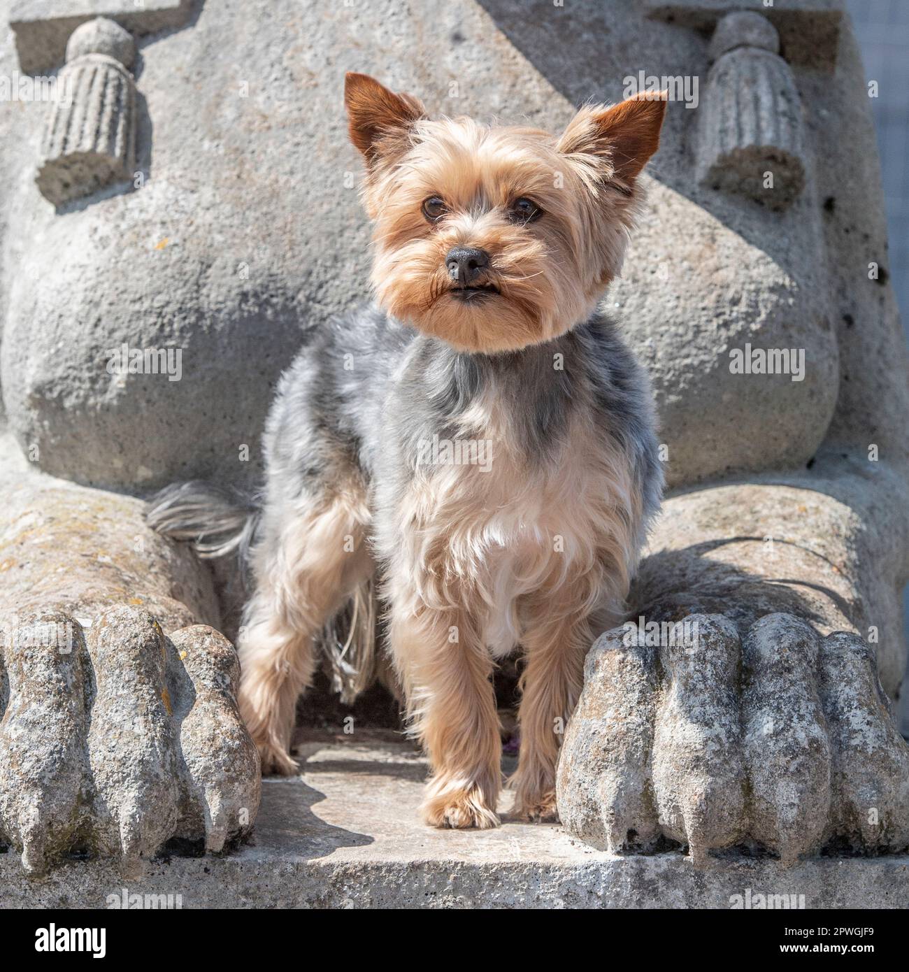 Yorkshire terrier adult hi-res stock photography and images - Alamy