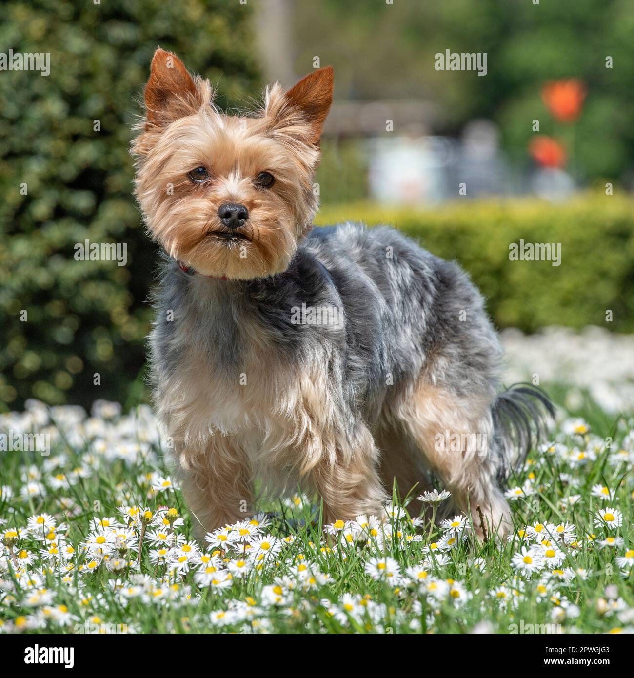Terrier hi-res stock photography and images - Alamy