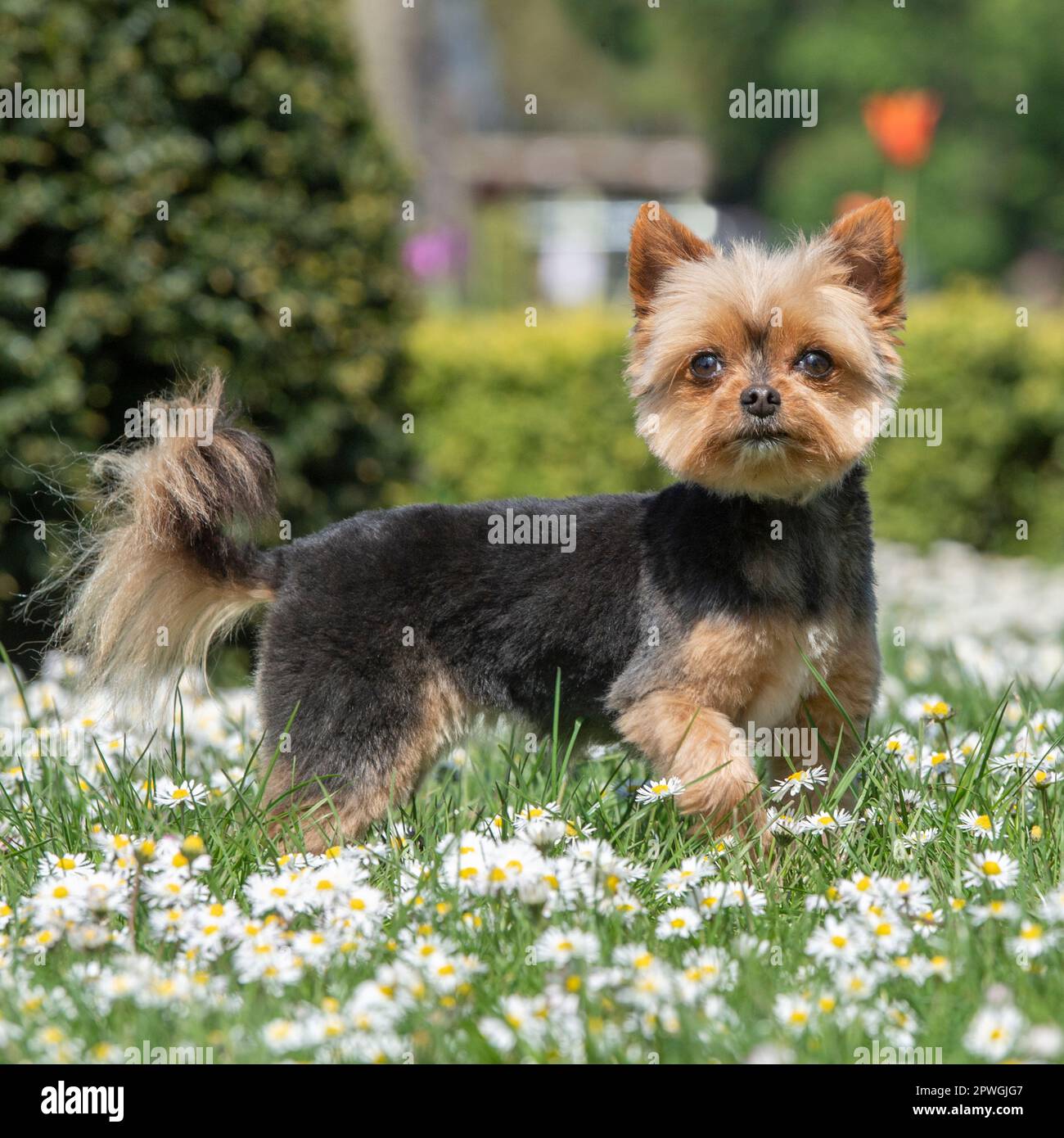 Side view yorkshire terrier hi-res stock photography and images - Alamy