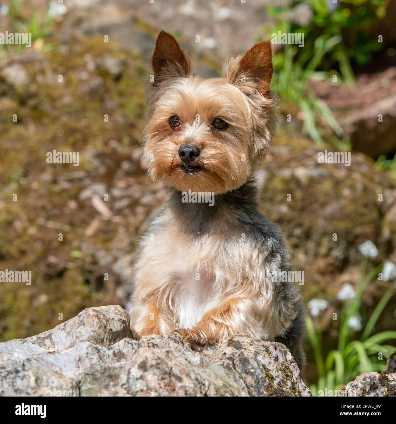 Yorkshire terrier dog head close hi-res stock photography and images ...