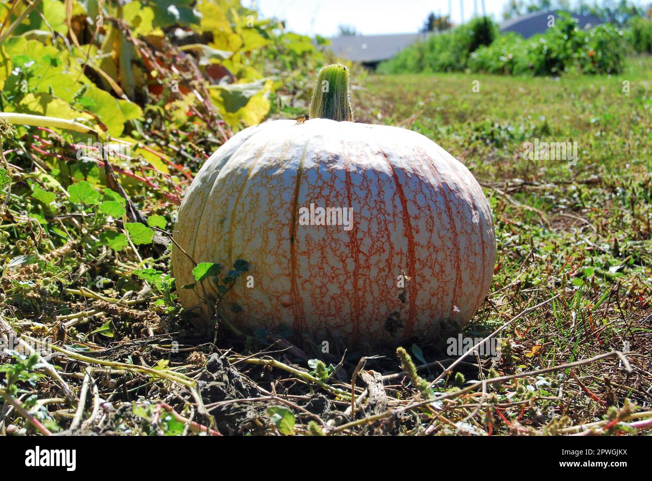 White sky patch hi-res stock photography and images - Alamy