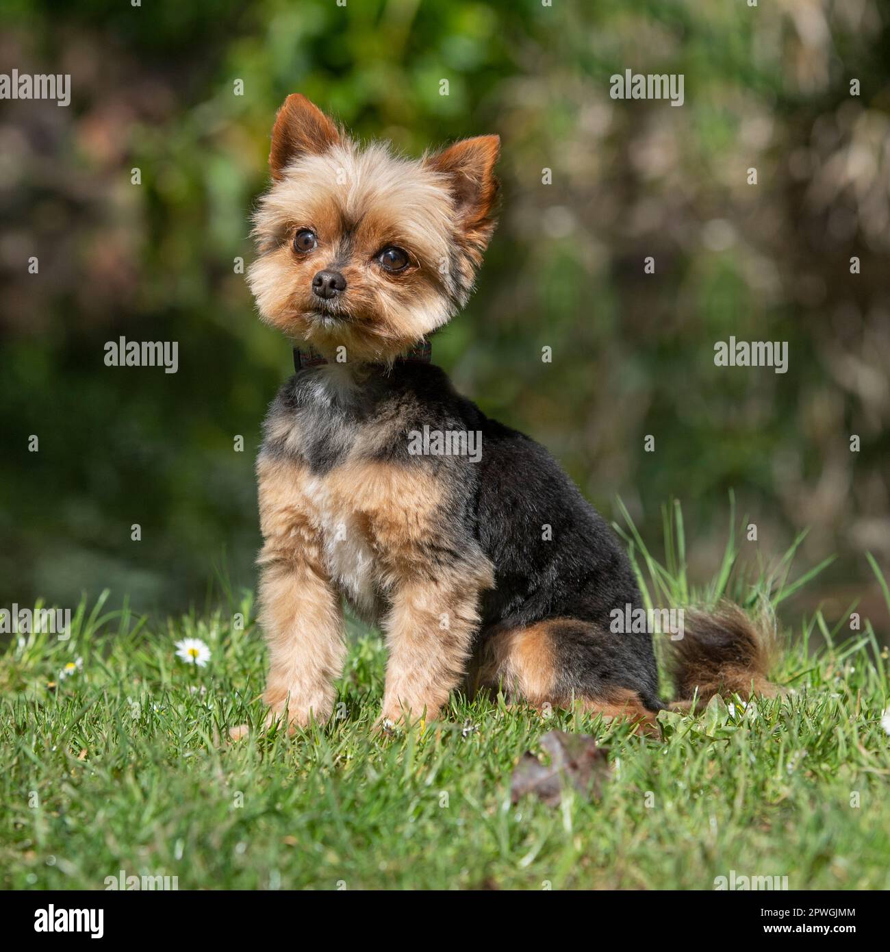Yorkshire terrier portrait in hi-res stock photography and images - Alamy