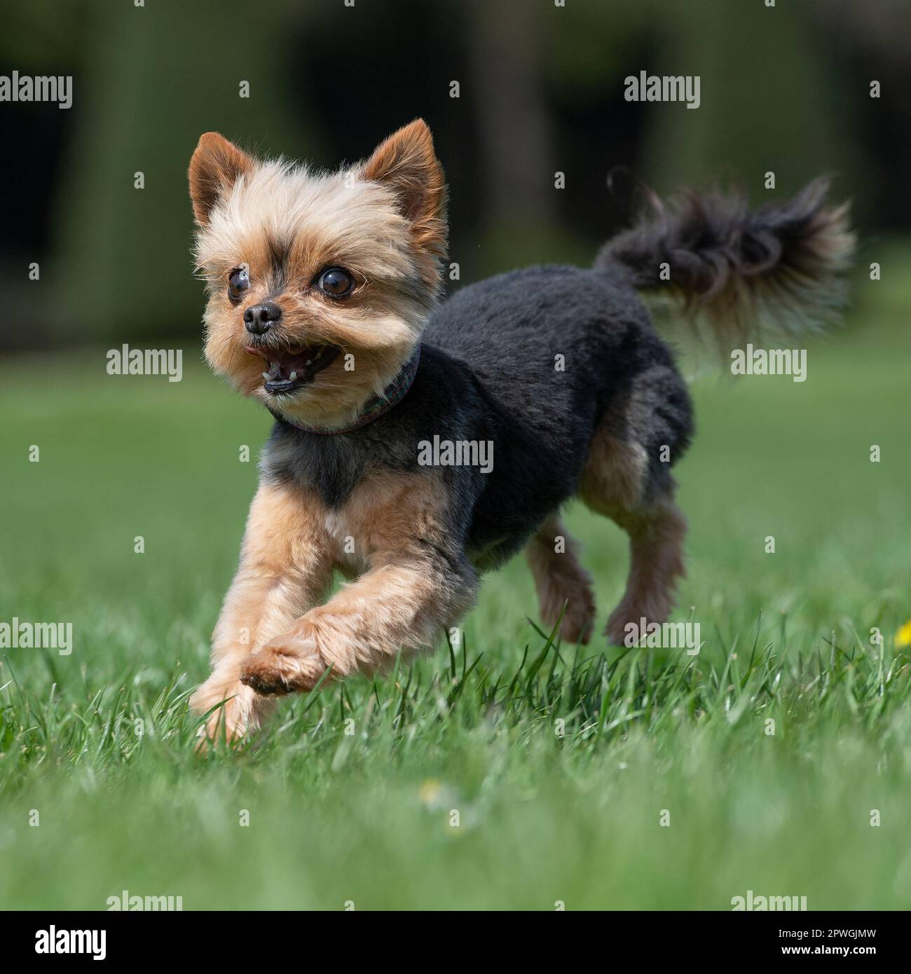 Are Yorkies Good Running Dogs