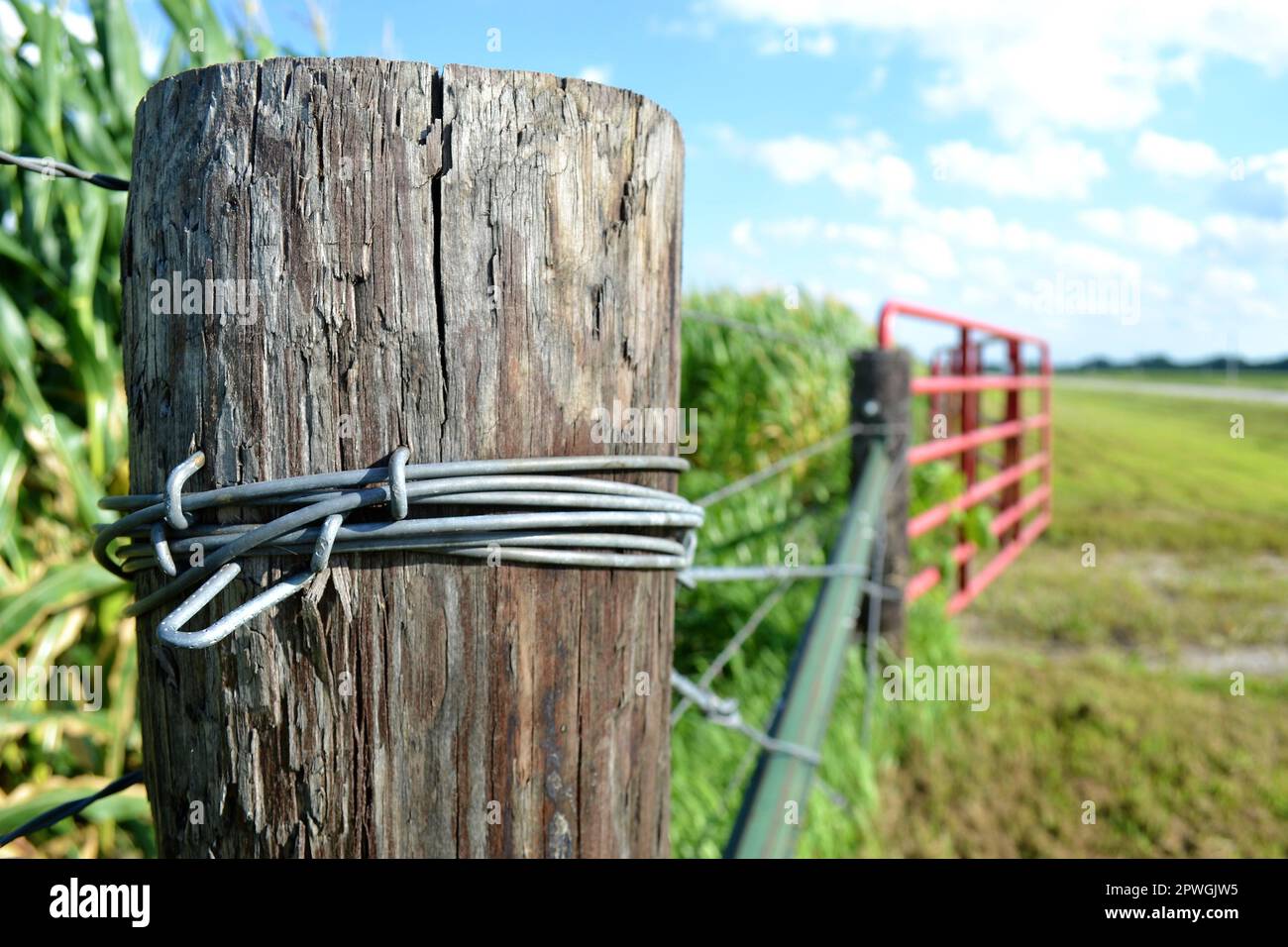 beautiful Iowa countryside with fence post, cornfield and red gate ...