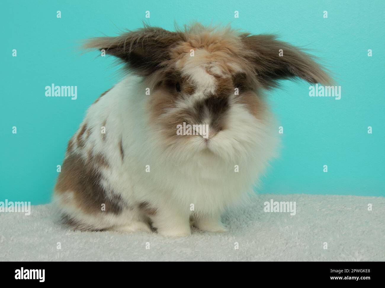 Lionhead dwarf rabbit hi-res stock photography and images - Alamy