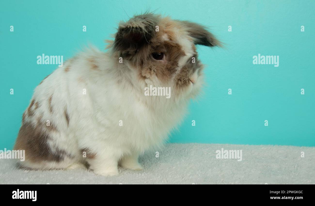 adorable brown and white fluffy lionhead bunny rabbit face right ...