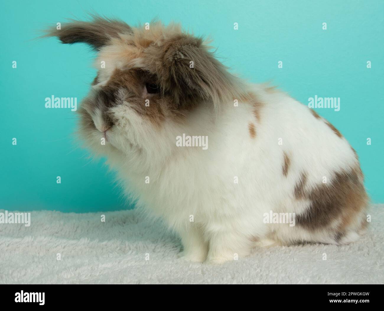 adorable brown and white fluffy lionhead bunny rabbit face left ...
