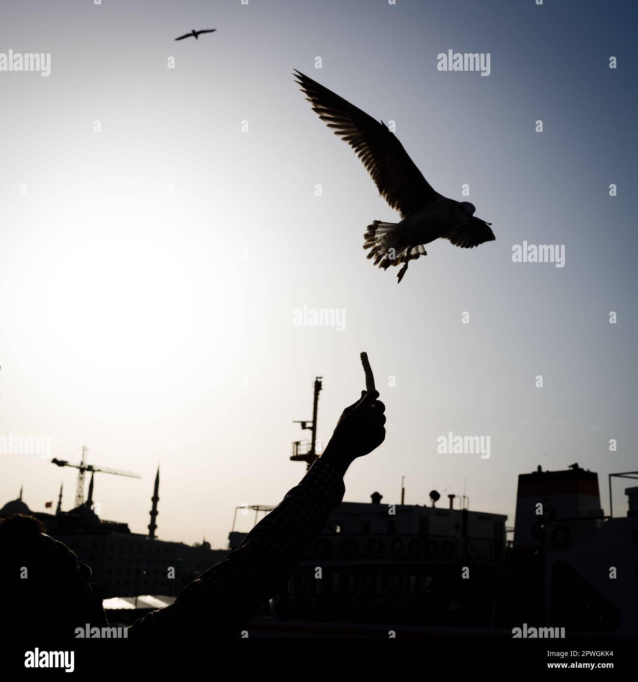 Hand wing feathers hi-res stock photography and images - Alamy
