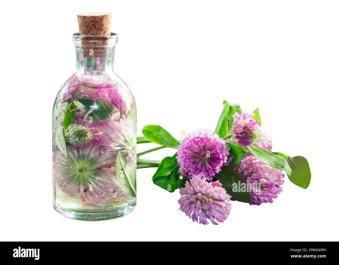 Clover tincture or infusion and clover flowers bunch, isolated Stock ...
