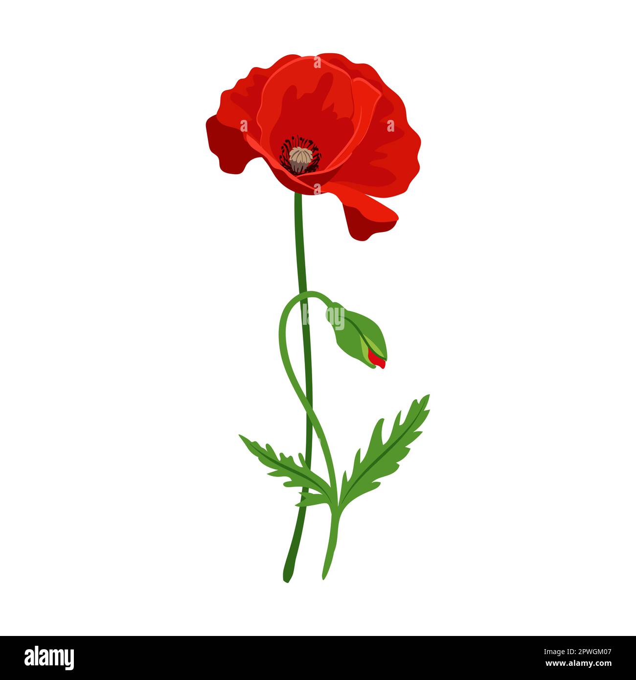 Red poppy flower vector illustration. Meadow flower, yellow dandelion ...