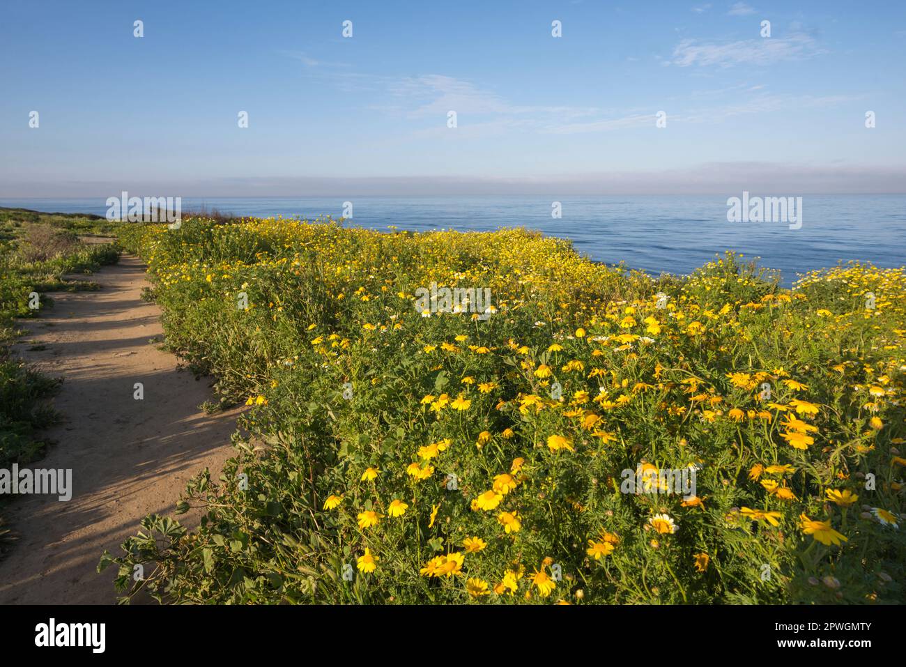 Wildflowers growing at Sunset Cliffs Natural Park in San Diego ...