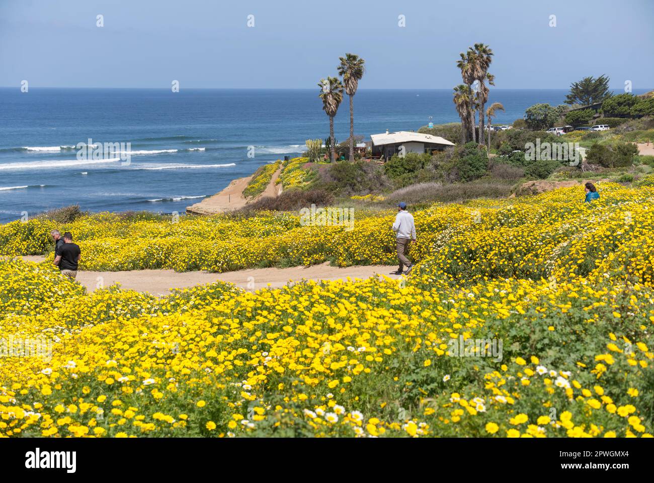 Wildflowers growing at Sunset Cliffs Natural Park in San Diego ...
